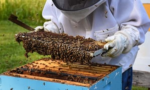 History of the AAPA - AAPA